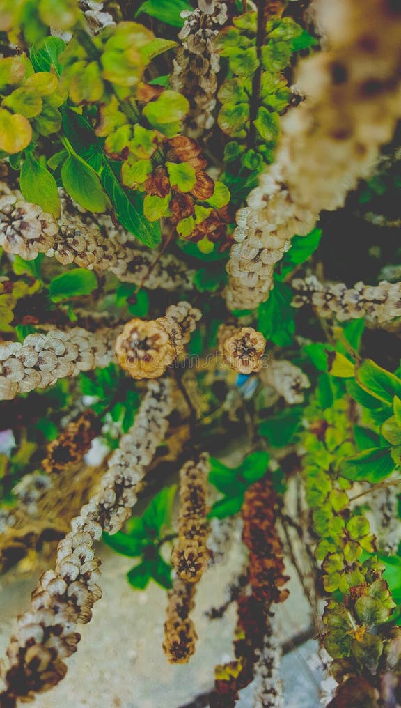 Basil stock photo. Image of basil, nature, green, eyes - 115670186