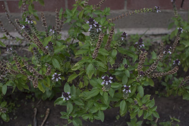 Basil stock photo. Image of plant, odor, basil, backyard - 125693092