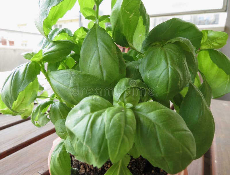 Basil Basilicum plant stock image. Image of greenery - 183414857