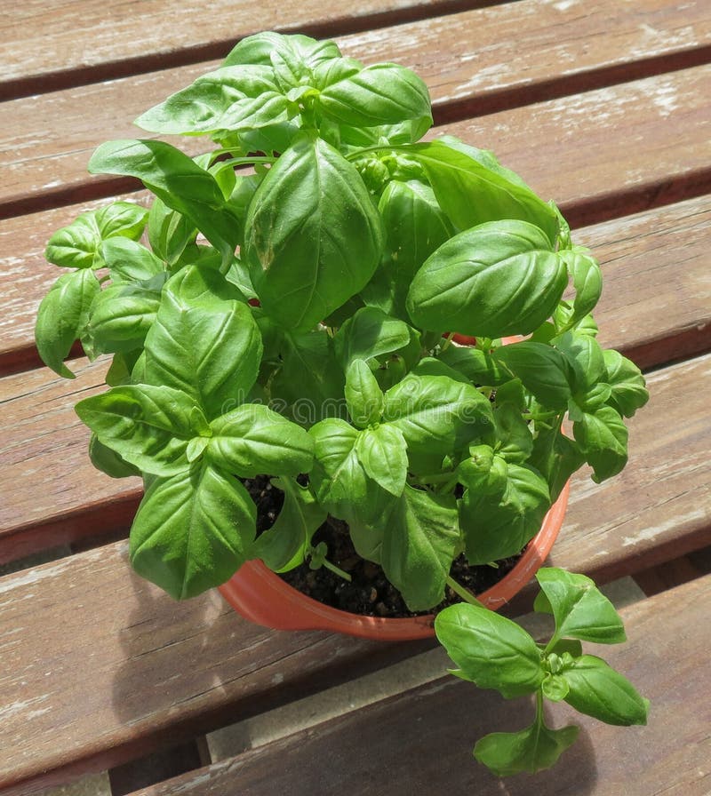 Basil Basilicum plant stock image. Image of greenery - 183414857