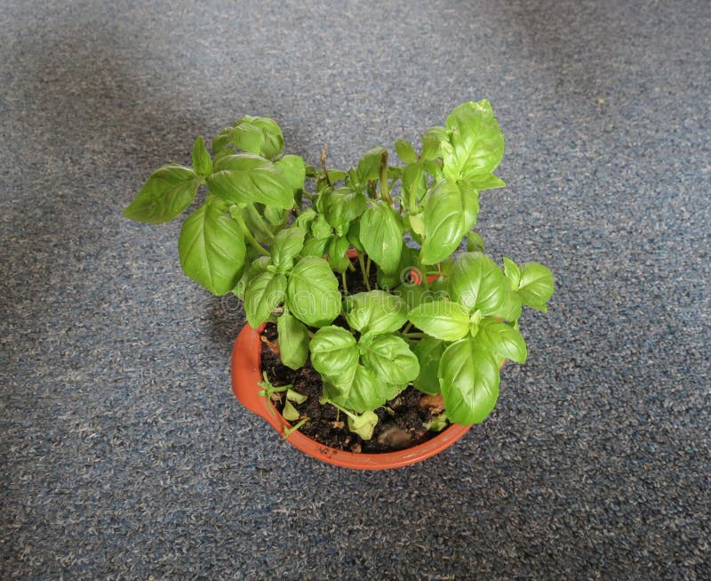 Basil Basilicum plant stock image. Image of greenery - 183414857