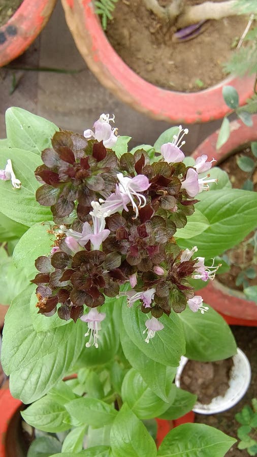 Basil stock image. Image of lilac, basil, plant, petal - 255601689