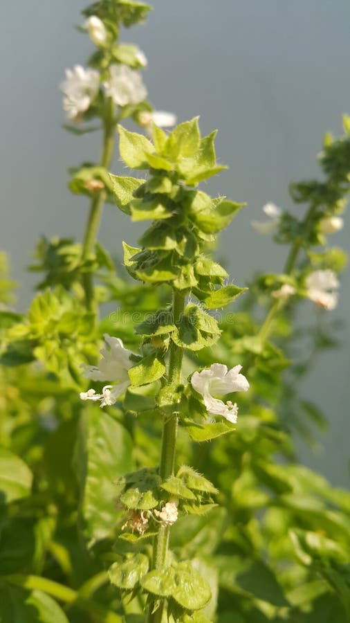 Basil in bloom stock photo. Image of basil, organic, leaves - 83500140