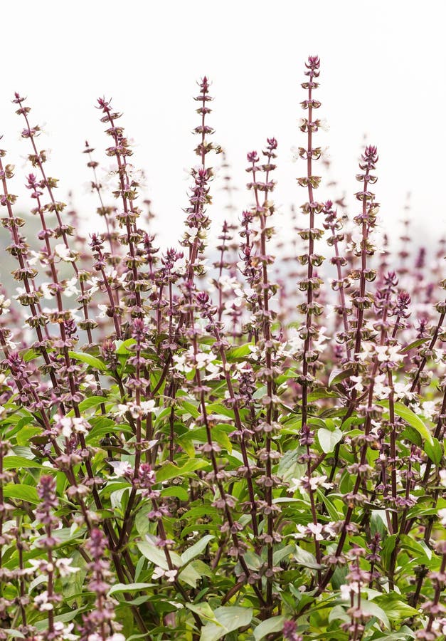 Basil and blossom stock image. Image of green, leaves - 36744319