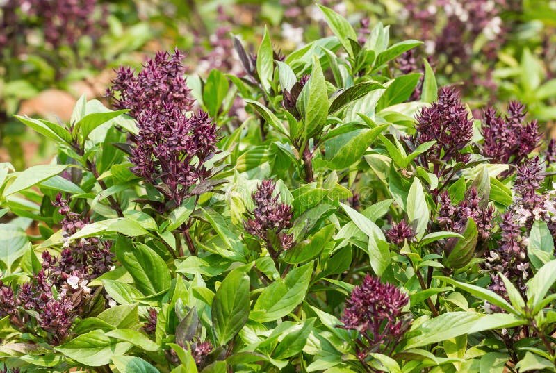 Basil and blossom stock photo. Image of nature, aroma - 36779684