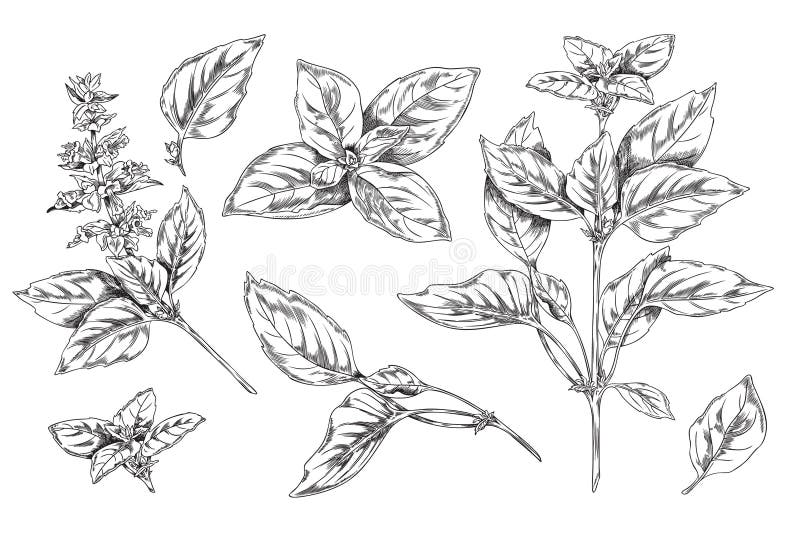 Basil Botanical Set of Ink Sketch Style Vector Illustrations Isolated ...