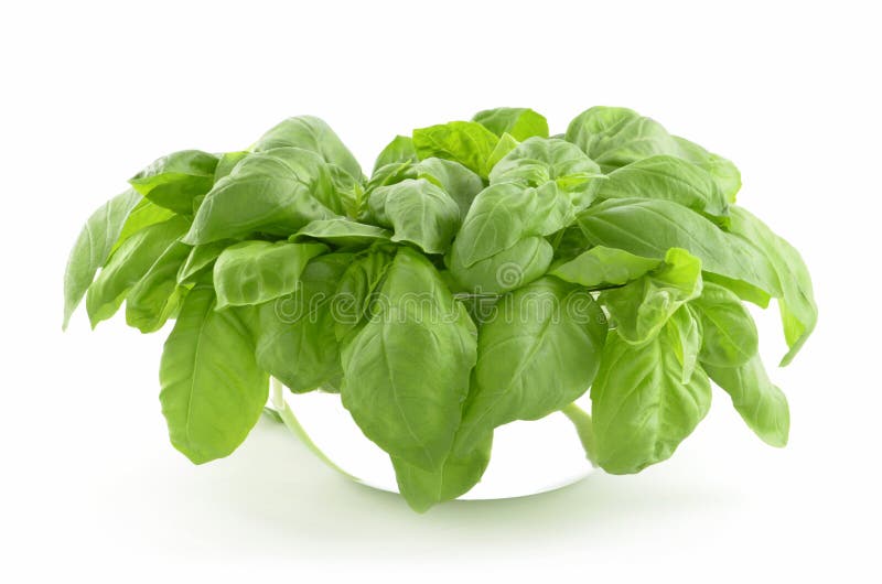 Basil in bowl stock photo. Image of aromatic, horizontal - 24629744