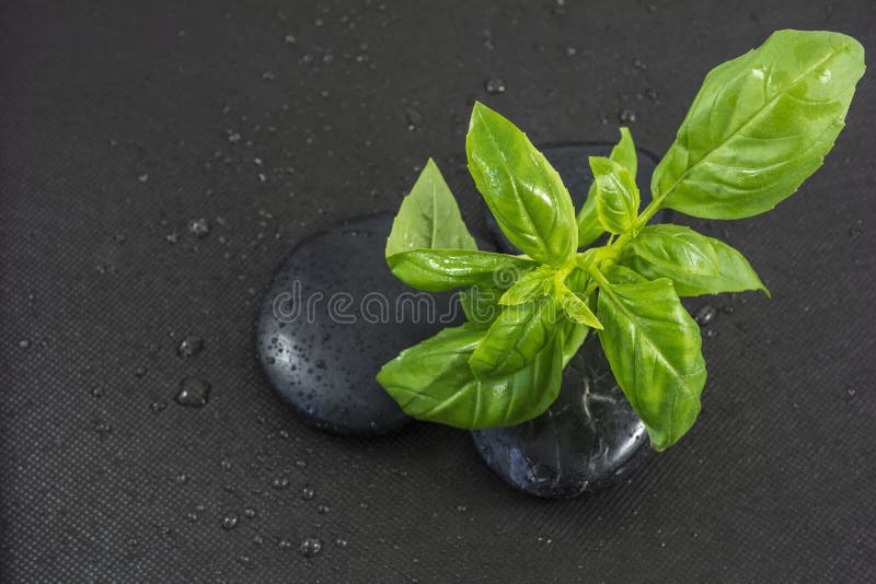 The Basil Branch on the Black Stones with Drops of Water Stock Image ...