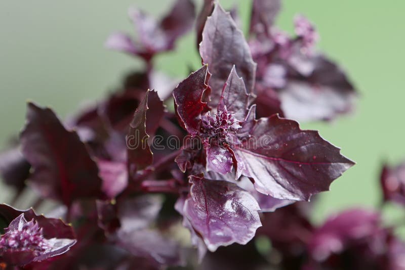 Basil branch with flower stock photo. Image of basil - 76293770
