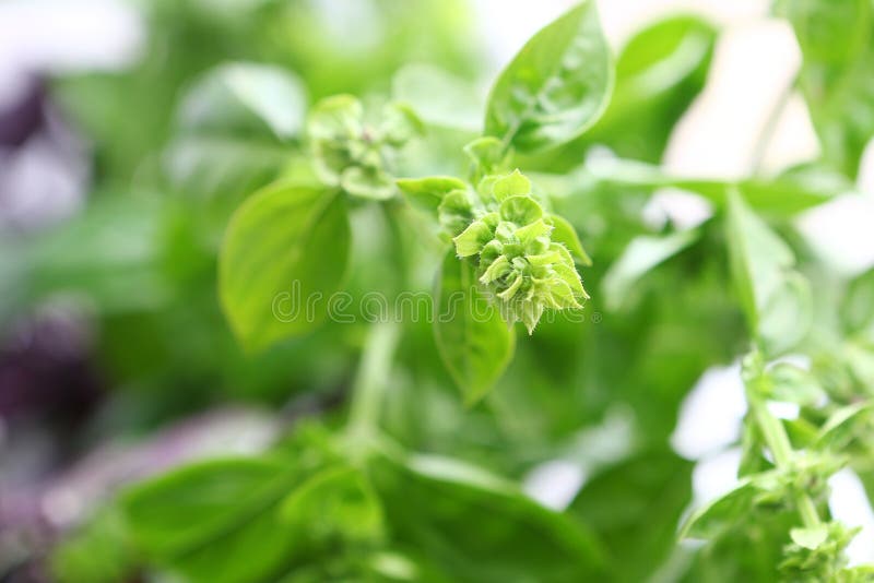 Basil stock image. Image of herbal, isolated, green, horizontal - 76257903