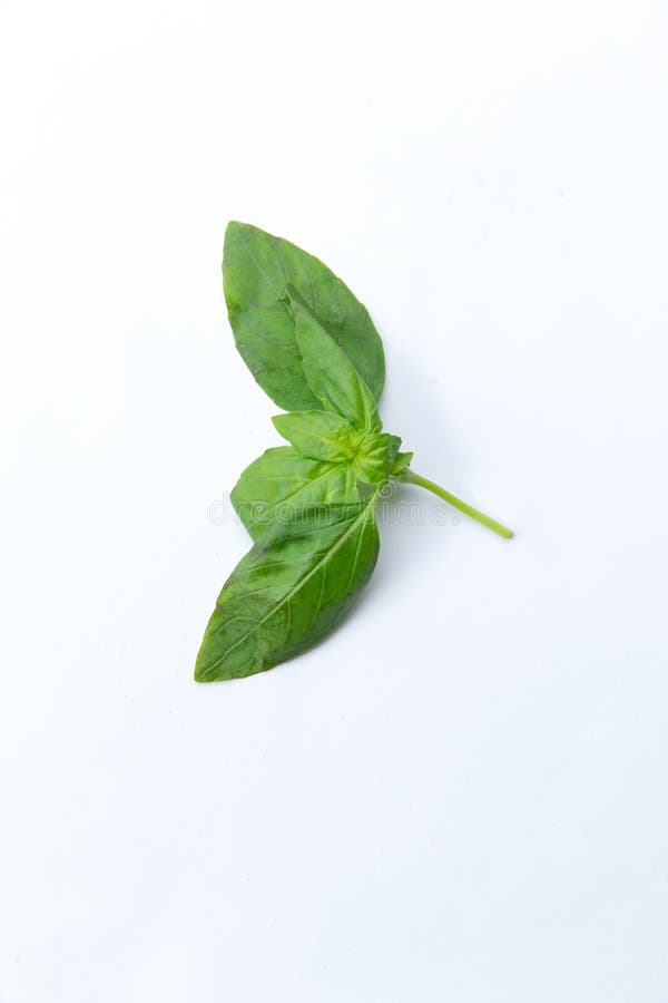 Basil Branch. Isolated on White Stock Image - Image of leaves, herbal ...