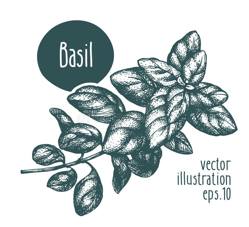 Basil Branch. Vector Illustration for Design Menu, Packaging and ...