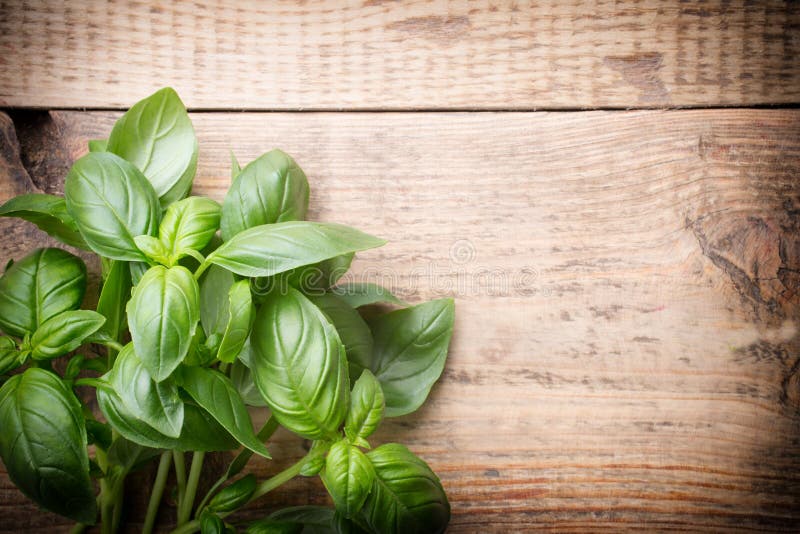 Basil. stock image. Image of leaf, textured, italian - 41365133