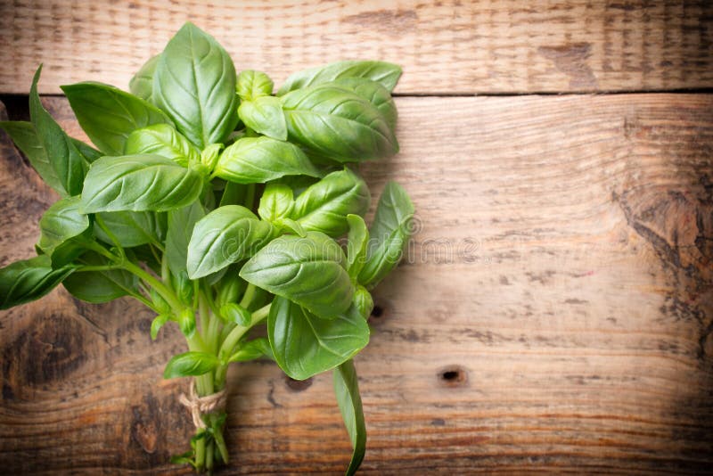 Basil. stock image. Image of leaf, textured, italian - 41365133