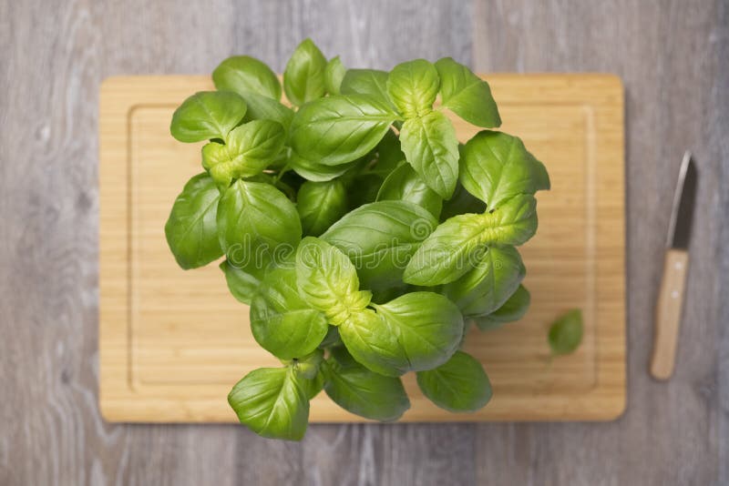 Basil Bush in a Pot on a Wooden Kitchen Table, Stock Image - Image of ...