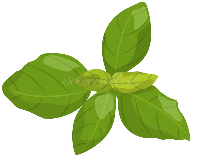 Basil Cartoon Stock Illustrations – 3,389 Basil Cartoon Stock ...