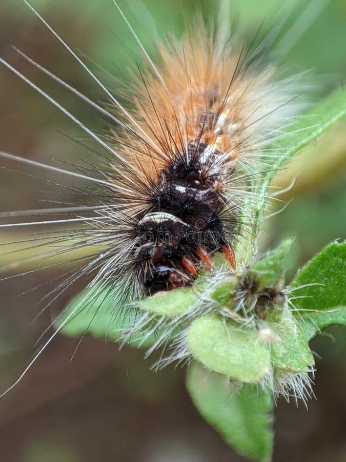 Basil caterpillar stock image. Image of basil, leaves - 267113431