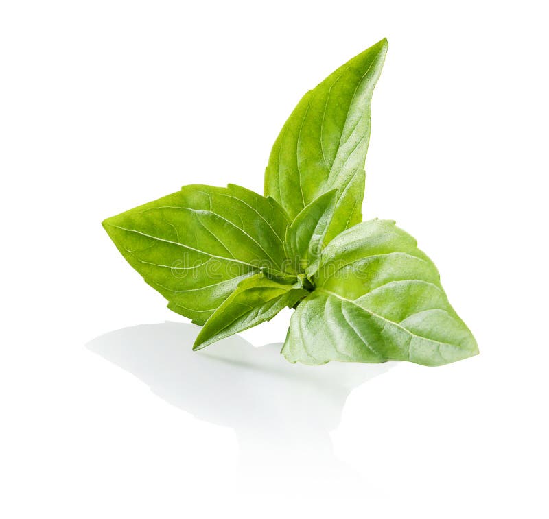 Basil Central Rosette Leaves Close-up Isolated Stock Photo - Image of ...