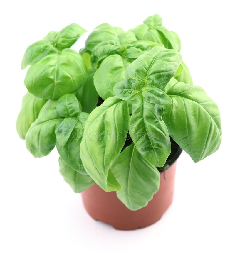 Collection of Basil Photos - Dreamstime ID:21452