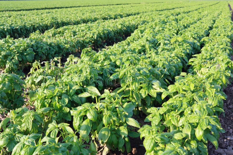 Agriculture, Basil Field Plantation Stock Image - Image of cultivated ...