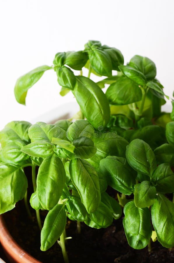 Basil stock image. Image of ceramic, basil, organic, aromatic - 41971143