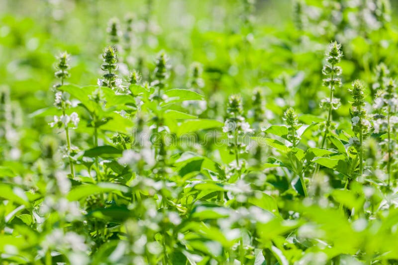 The Basil Field with Flowers Stock Photo - Image of farming ...