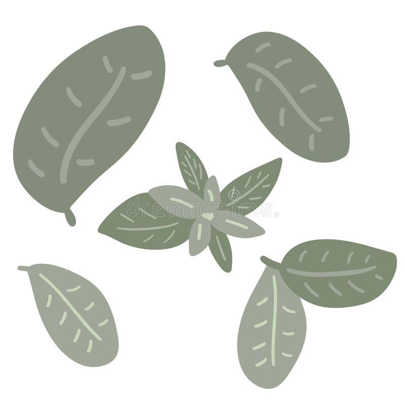 Basil Flat Design Set with Leaves Green Pastel Colour Stock Vector ...