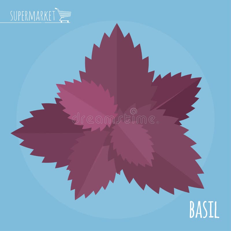 Basil Flat Design Vector Icon. Stock Vector - Illustration of fresh ...