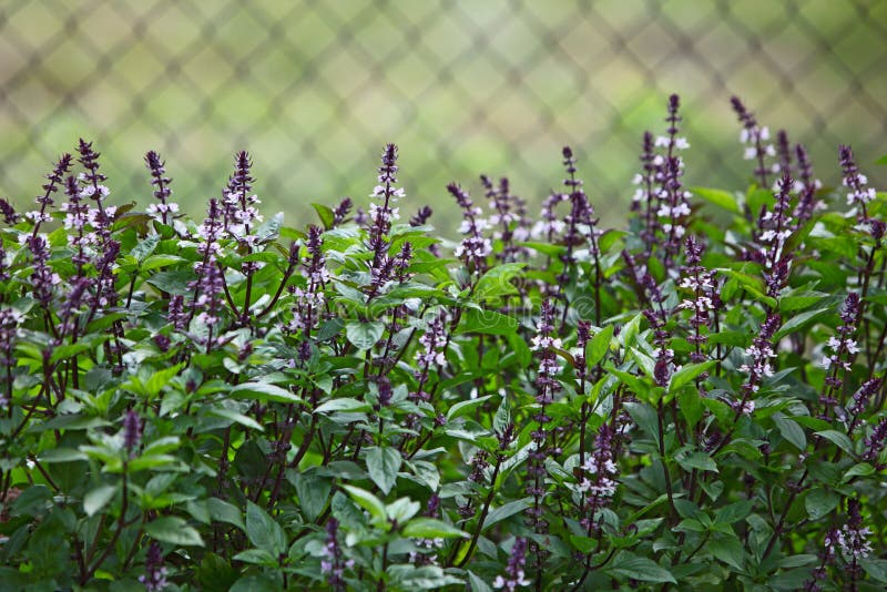 Basil Flower stock image. Image of medical, herb, thaithulasi - 21538135