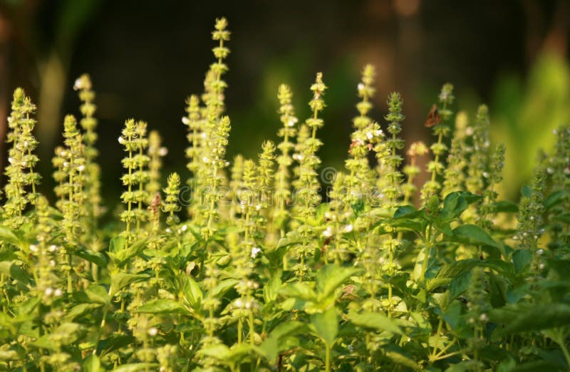 Fiore E Fogli Di Tulasi Del Basilico Immagine Stock - Immagine di india ...