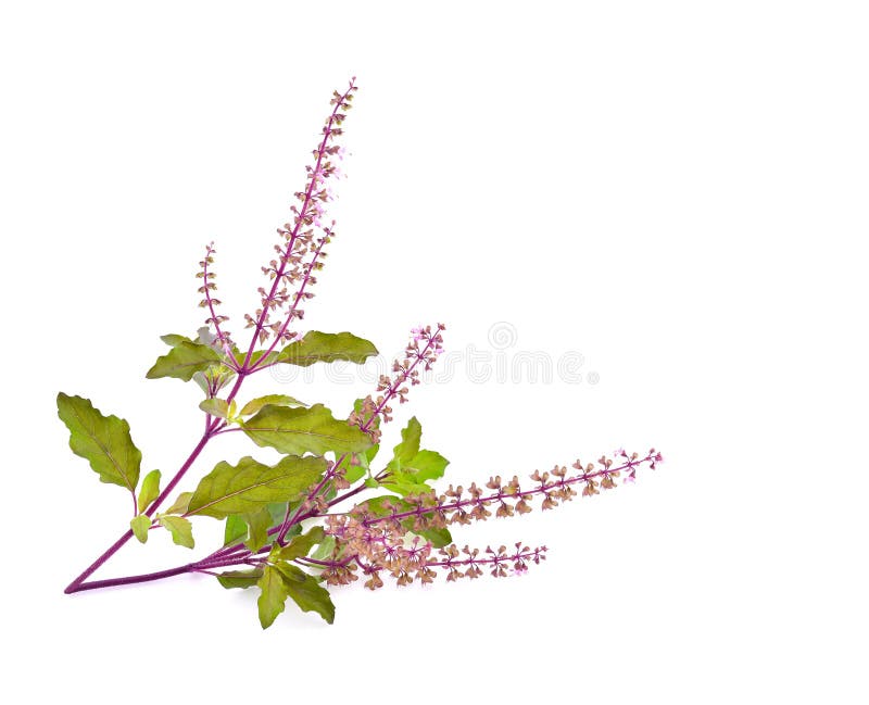 Basil Flower Isolated on White Background Stock Photo - Image of food ...