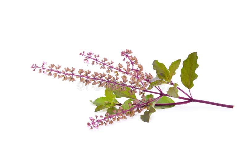 Basil Flower Isolated on White Background Stock Image - Image of ...