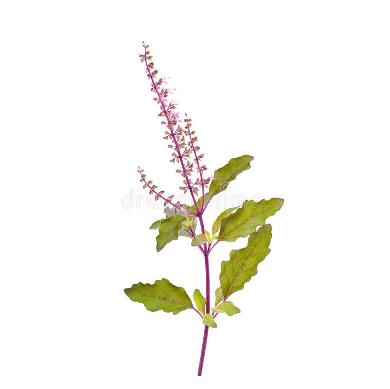 Basil Flower Isolated on White Background Stock Photo - Image of flora ...