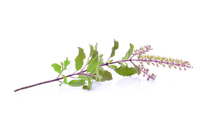 Basil Flower Isolated on White Background Stock Photo - Image of holy ...