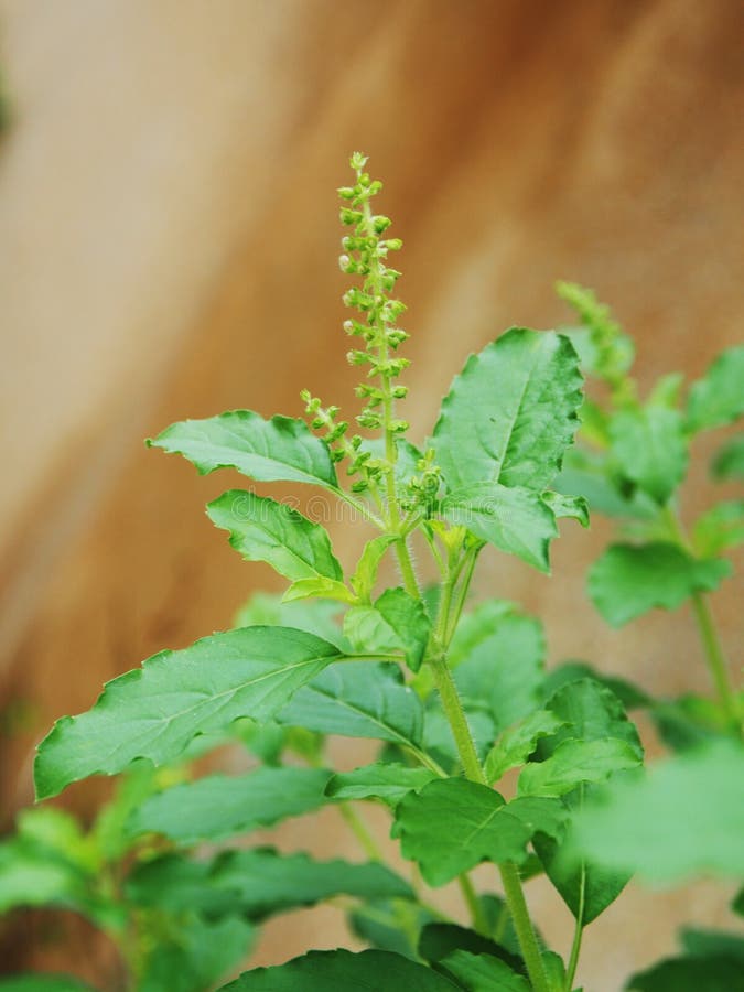 Basil Flower Leaf and Tree Blooming Stock Photo - Image of background ...