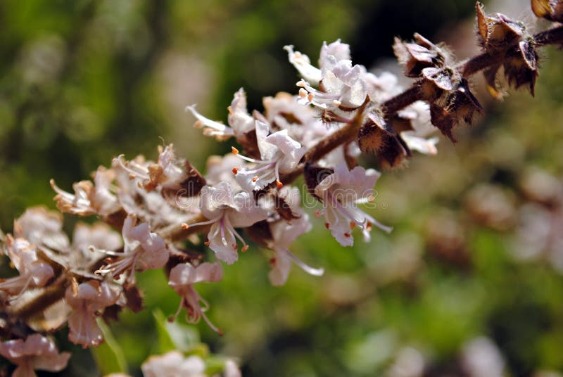 Basil plant Flower stock image. Image of breath, scent - 69123353