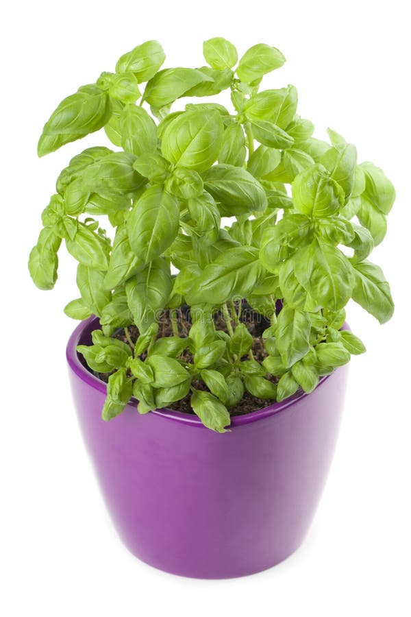 Potted Basil Plant with Name Tag Stock Photo - Image of plant, flower ...