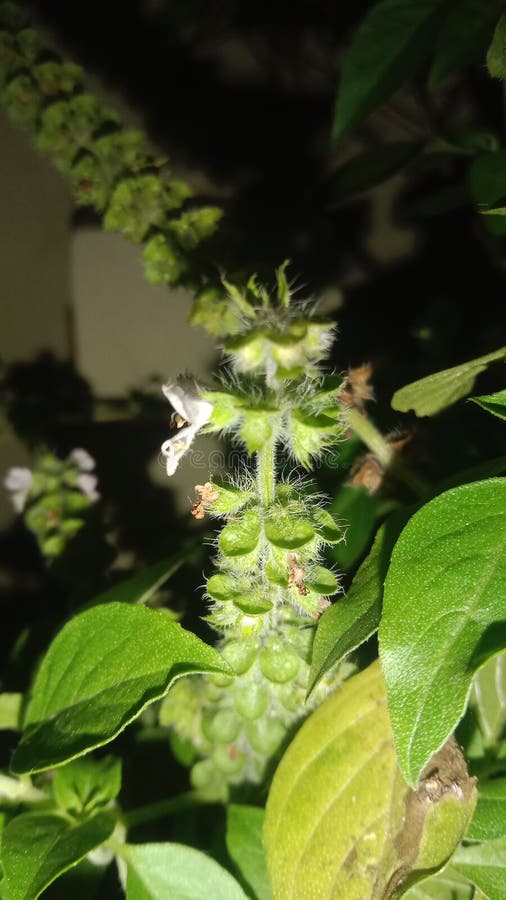 Basil Flowers that Bloom at Night Stock Image - Image of bloom ...