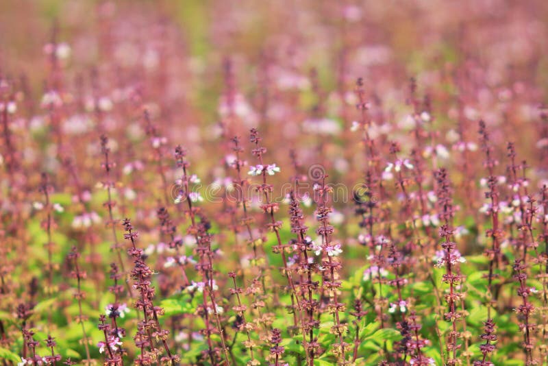 Basil flowers. stock photo. Image of green, close, pink - 54786624