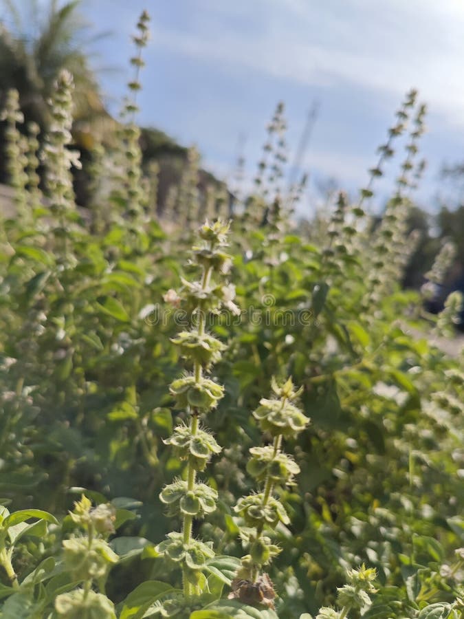 Basil Flowers on the River Bank Stock Photo - Image of food, wildflower ...