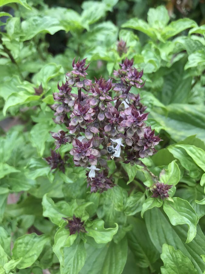 Basil flowers stock photo. Image of plant, green, blooming - 90397438