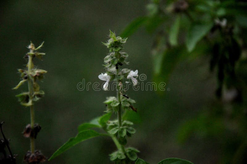 Basil flowers stock image. Image of herb, petal, tree - 202056203