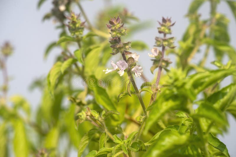 Basil flowers stock image. Image of summer, green, nature - 231906473