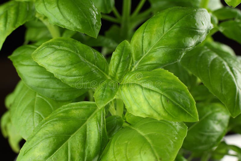 Basil Fresh on a Black Background. Basil Plant Close-up Stock Photo ...