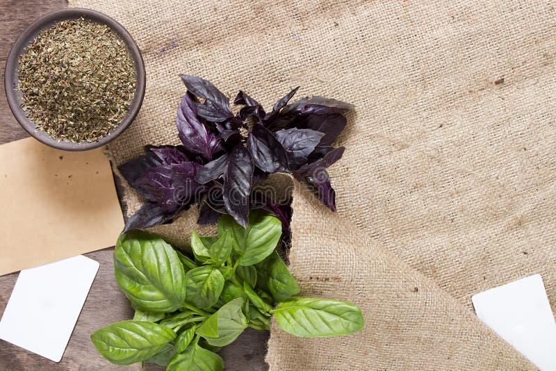 Basil fresh and dry stock photo. Image of condiment, leaf - 77635930