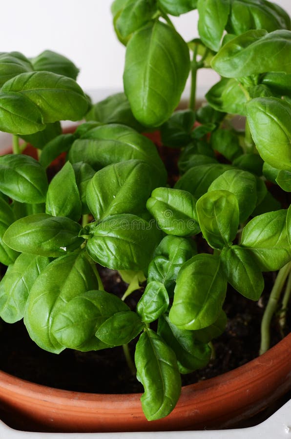 Basil stock image. Image of organic, herb, kitchen, herbs - 41324189