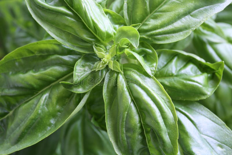 Basil stock image. Image of freshness, garden, fresh - 62081129