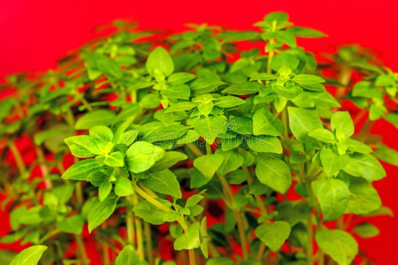 Basil, Fresh Herb in Spring Stock Photo - Image of nature, garden ...
