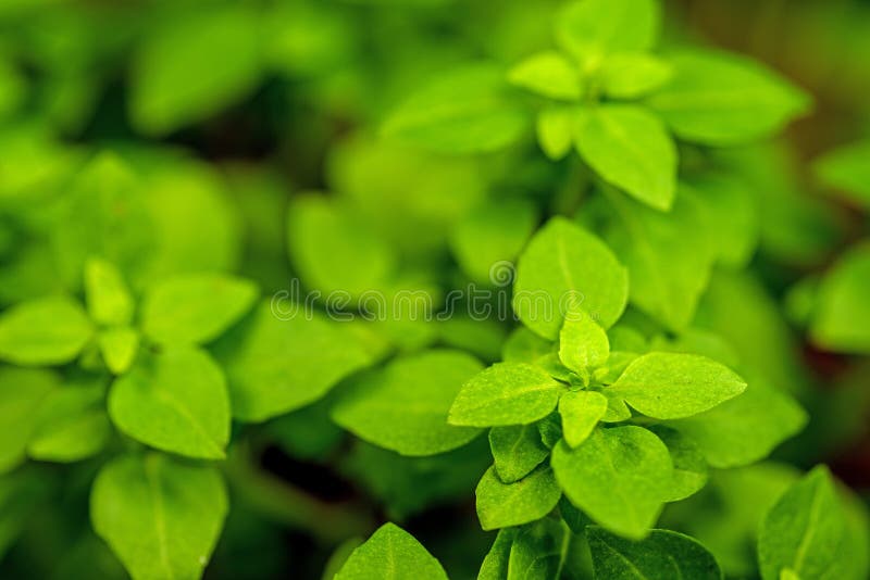 Basil, Fresh Herb in Spring Stock Photo - Image of leaves, food: 174061760