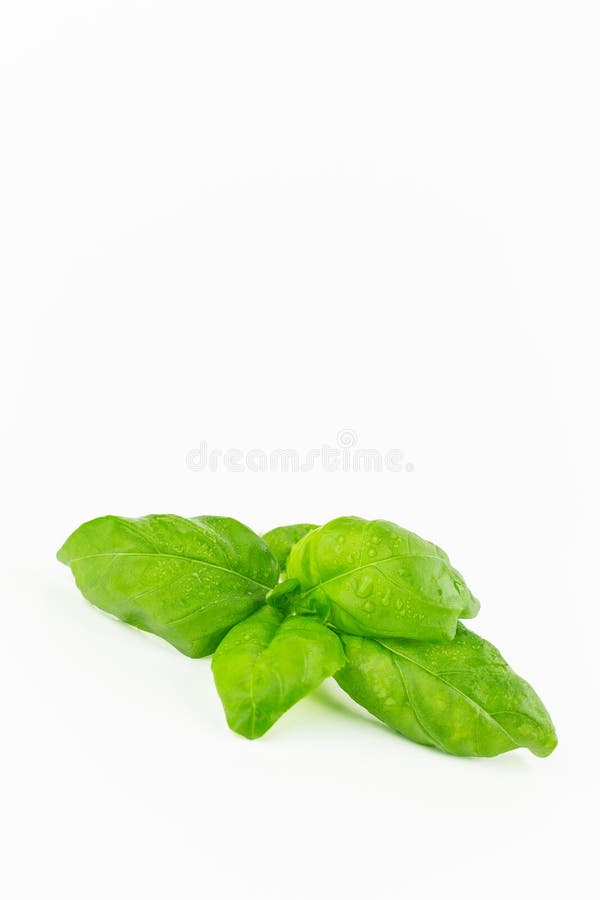 Basil stock photo. Image of food, vegetables, foods, herb - 49753812